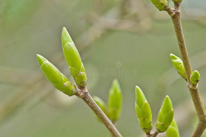 Leaf Buds of a Sycamore Tree - Acer Pseudoplatanus Stock Photo - Image ...