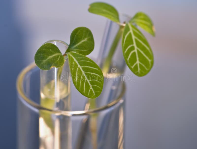 Leaf buds in test-tube stock photo. Image of close, burgeon - 4498734