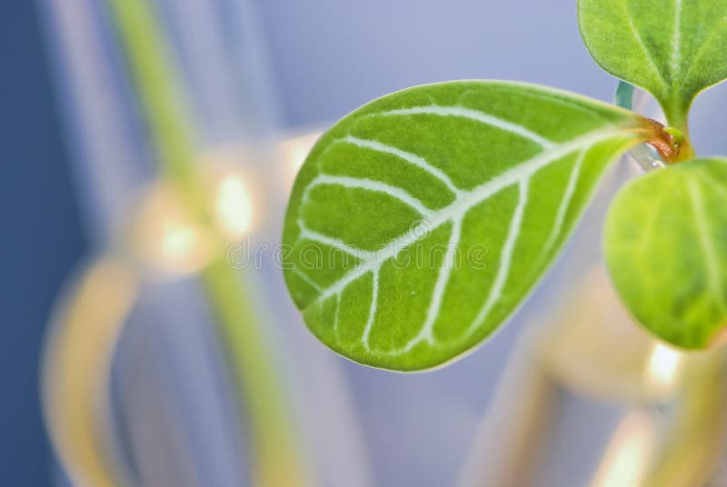 Leaf buds in test-tube stock photo. Image of blue, experiment - 9668496