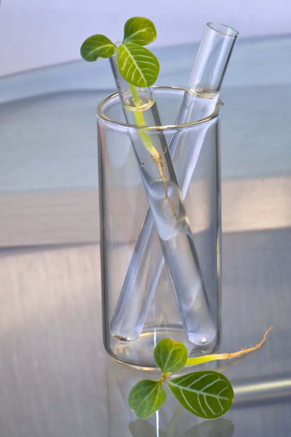 Leaf buds in test-tube stock photo. Image of close, burgeon - 4498734