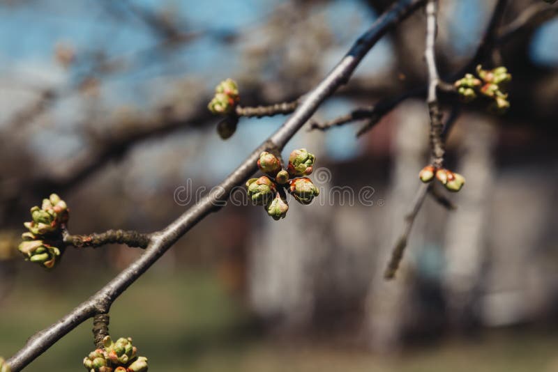 Leaf buds stock photo. Image of march, environment, growth - 219623652