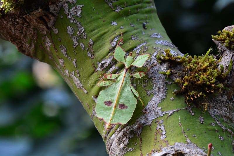 Leaf Bug Aka Phyllium Celebicum Stock Photo - Image of wildlife, branch ...
