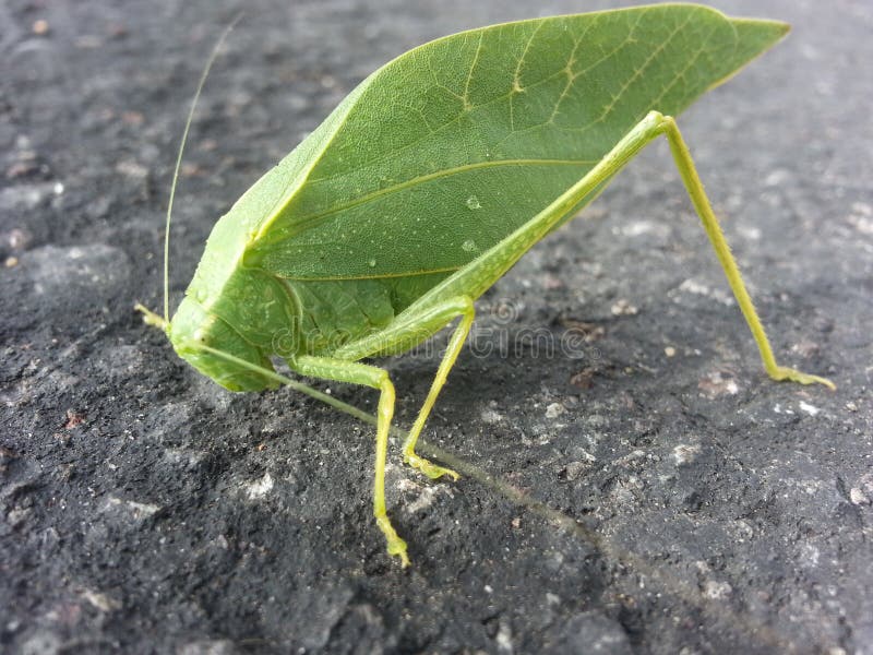 Leaf bug stock image. Image of green, vibrant, cricket - 46781811