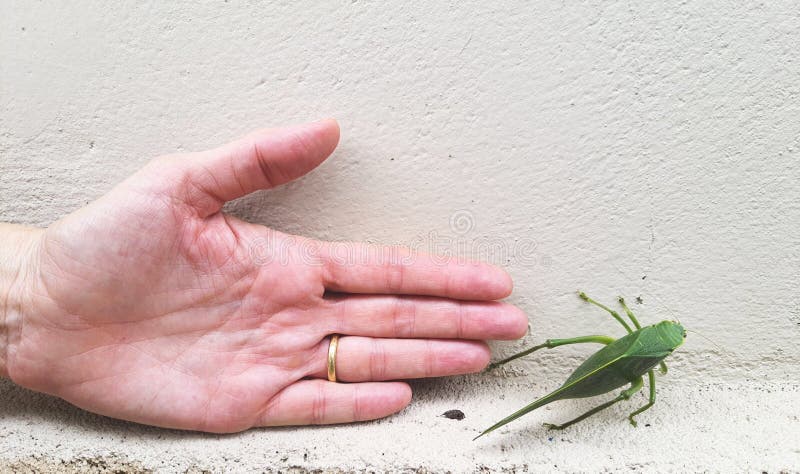 Leaf Bug or Leaf Insect (Phyllium Siccifolium), Next To a Female Hand ...
