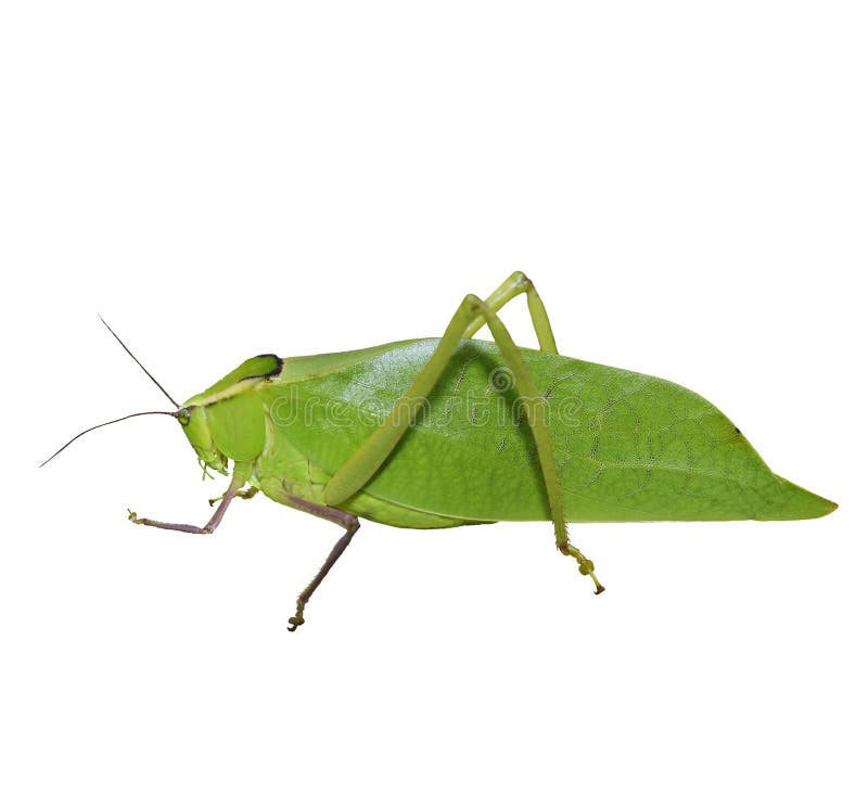Leaf Bug stock image. Image of macro, large, creature - 50142513
