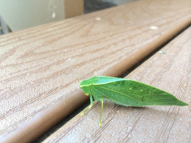 Leaf bug stock photo. Image of nature, leaf, tiny, small - 83127524