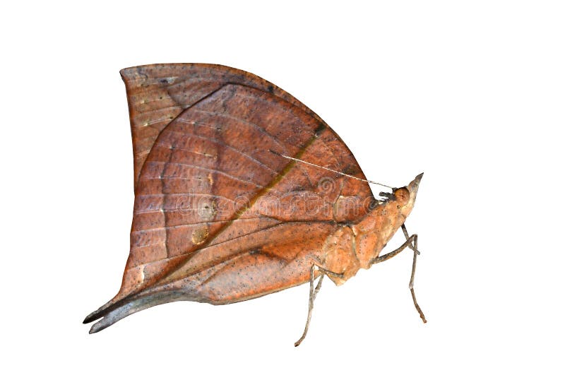 Dry leaf butterfly stock photo. Image of mimic, insect - 117872