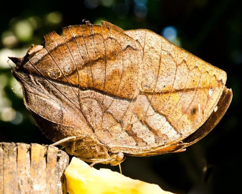Leaf Butterfly (Kallima Inachus) Stock Photo - Image of dead, butterfly ...