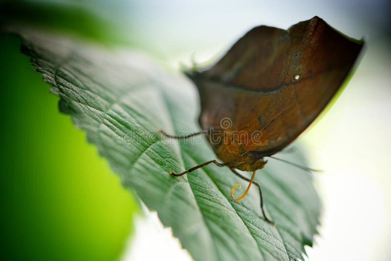 Dry leaf butterfly stock photo. Image of mimic, insect - 117872