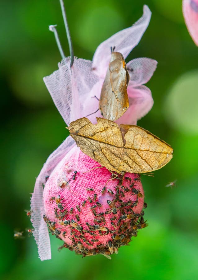Leaf butterfly stock photo. Image of green, macro, animal - 30381096