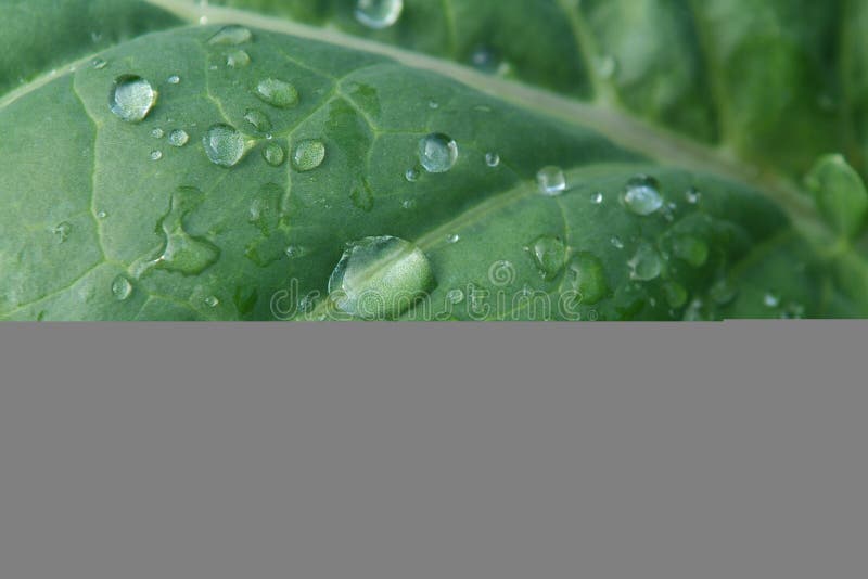 Leaf of cabbage stock photo. Image of nature, cabbage - 5703402