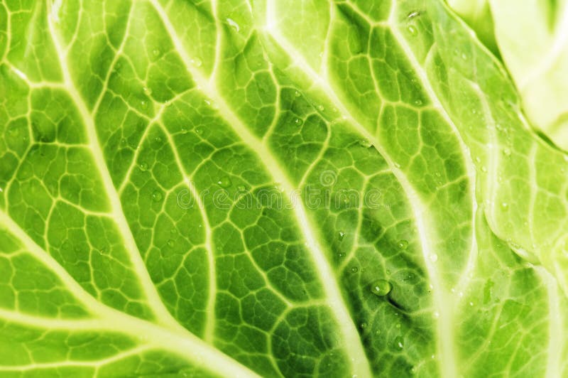 Leaf of Cabbage. Background Stock Photo - Image of garden, farming ...