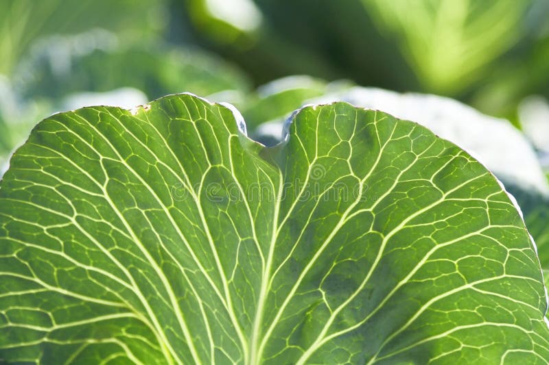 Leaf Of Cabbage Close Up Picture. Image: 2571499