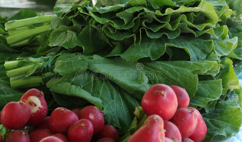 Leaf of cabbage and radish stock photo. Image of cereal - 102110976