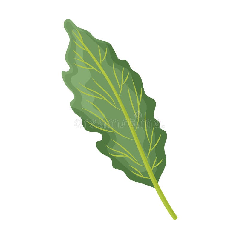 Leaf Of Cabbage Vector Icon.Outline,line Vector Icon Isolated On White ...