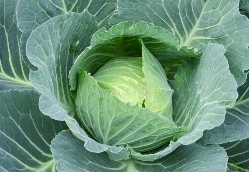 Leaf cabbage vegetable stock image. Image of earth, nature - 273734251