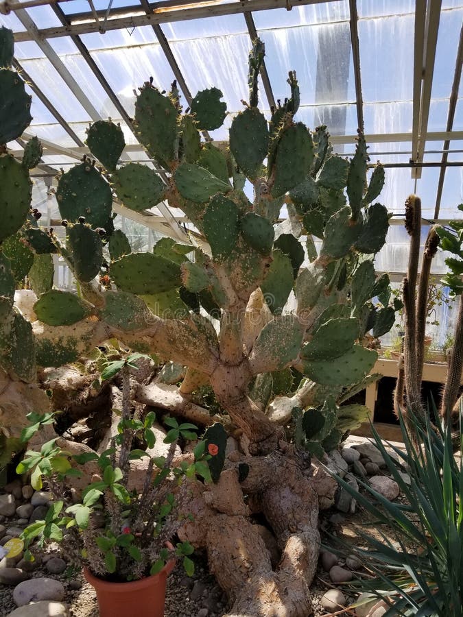 Leaf Cactus stock image. Image of leaf, gardens, cactus - 115331391