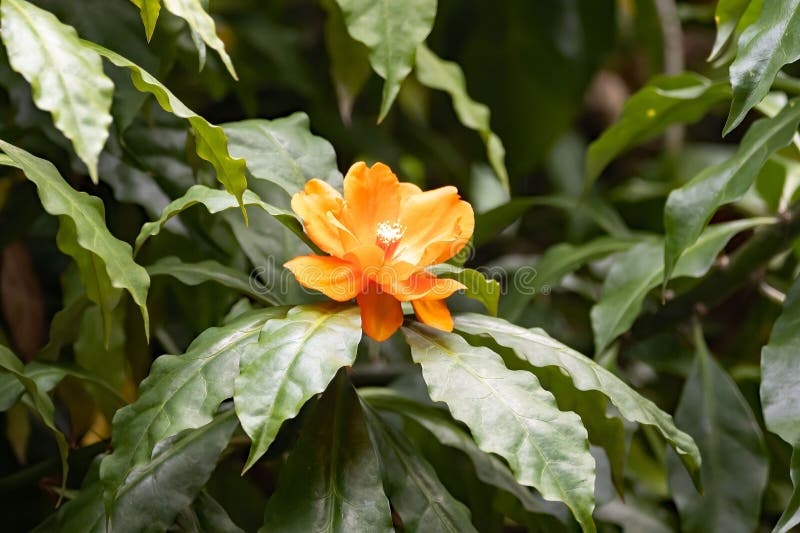 Leaf Cactus Flower, Leuenbergeria Bleo Stock Image - Image of coloured ...