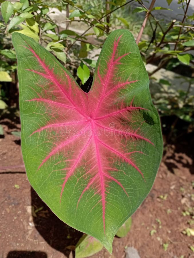 Leaf Caladium Bicolour with Green and Red in the Photo during the Day ...