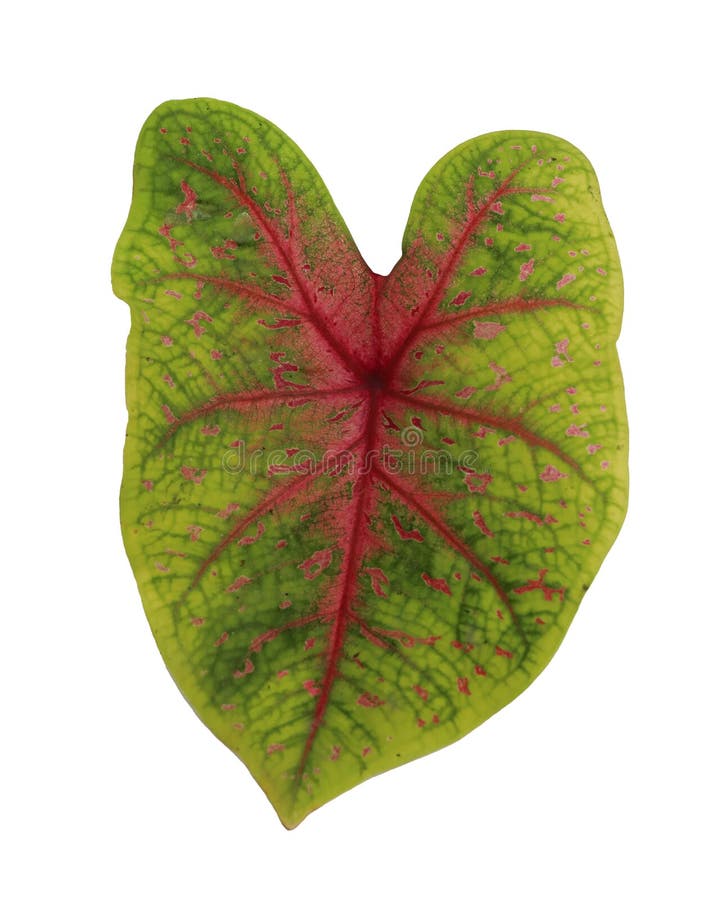 Leaf Caladium Have a Red Midrib Heart-shaped Leaves Isolated on White ...