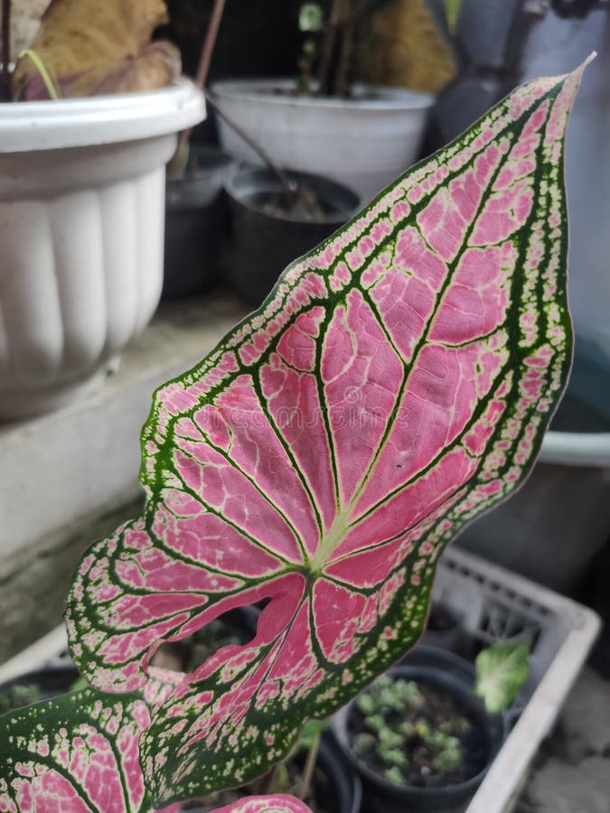 A leaf of caladium stock image. Image of leaf, daun - 262901589