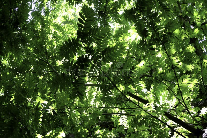 Leaf canopy stock image. Image of tree, branches, leaves - 44941085