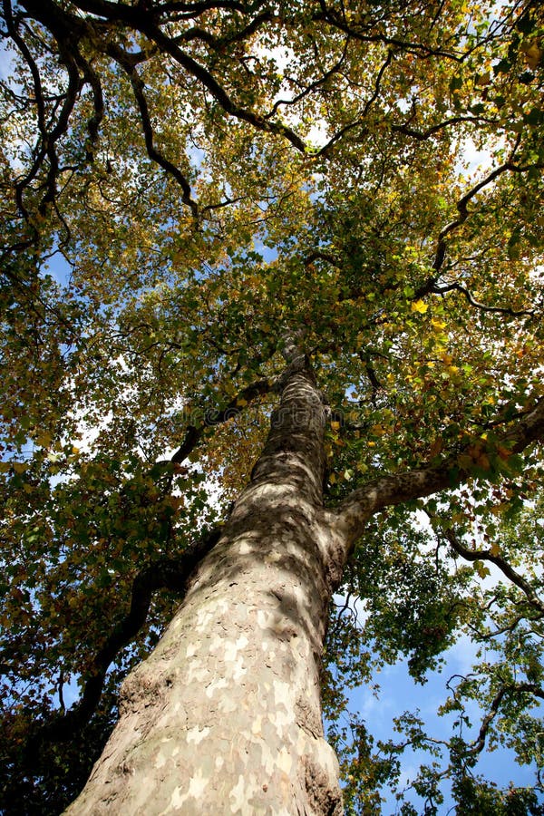 View of Tall London Plane Tree Looking Up into Leaf Canopy in the ...