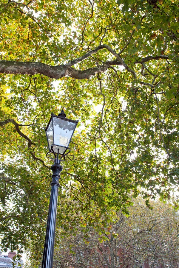 View of Tall London Plane Tree Looking Up into Leaf Canopy in the ...