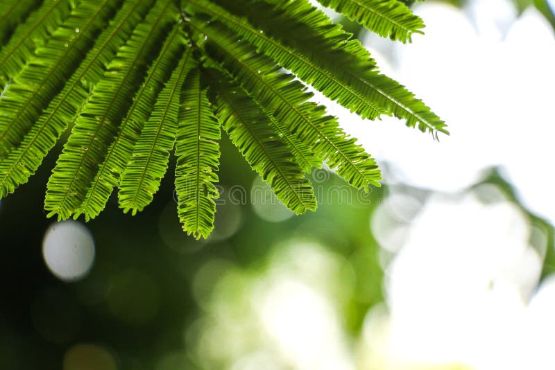 Leaf Catechu Herbal Tree in Garden Stock Photo - Image of green, garden ...