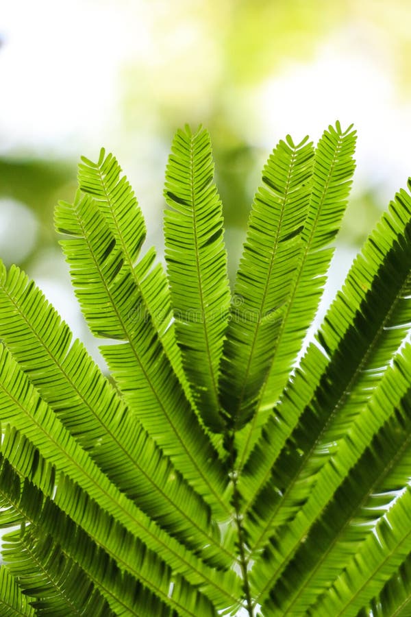 Leaf Catechu Herbal Tree in Garden Stock Photo - Image of chaom ...