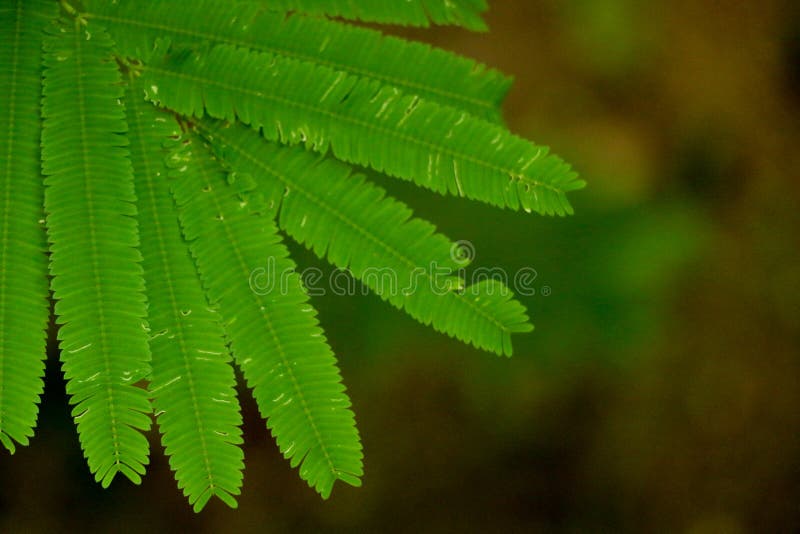 Leaf Catechu Herbal Tree in Garden Stock Image - Image of healthy ...