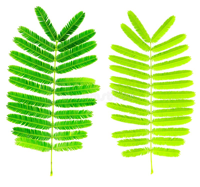 Leaf Catechu Herbal Closeup Stock Image - Image of chaom, health: 138082789