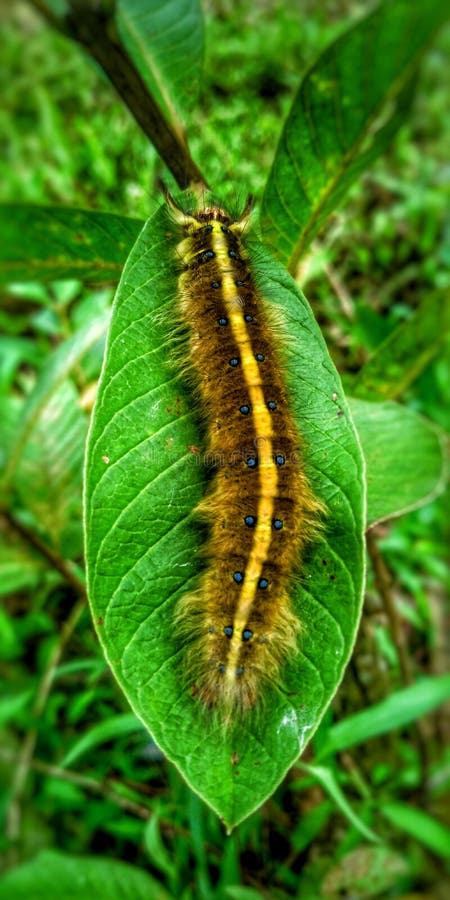 Leaf caterpillar stock photo. Image of cool, caterpillar - 261850180
