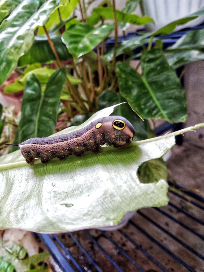 Leaf Caterpillar Skin Snack Stock Photo - Image of leaf, skin: 204247698