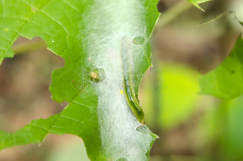 Java Caterpillar Stock Photos - Free & Royalty-Free Stock Photos from Dreamstime