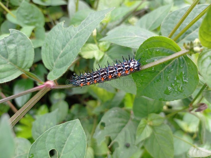 Leaf Caterpillars are Insect Larvae that Eat Leaves and Other Plants ...