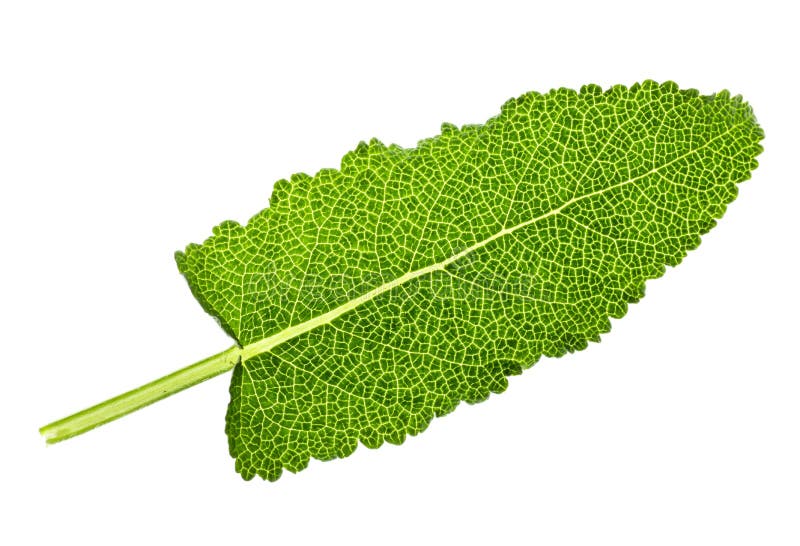 Leaf cell structure stock image. Image of design, cell - 114872973