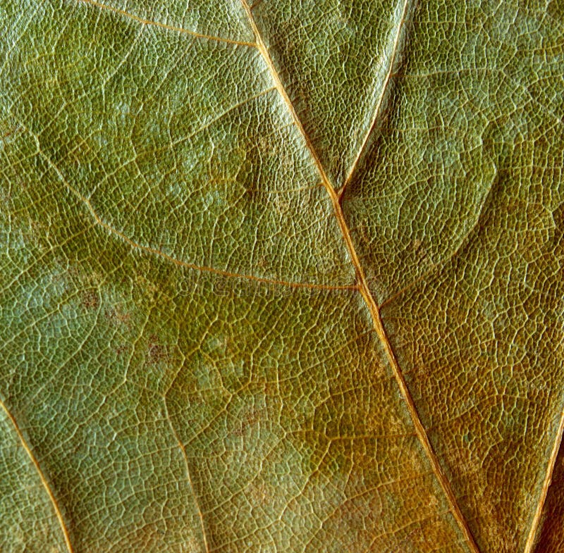 Leaf cells stock image. Image of botanic, plant, nature - 12340477