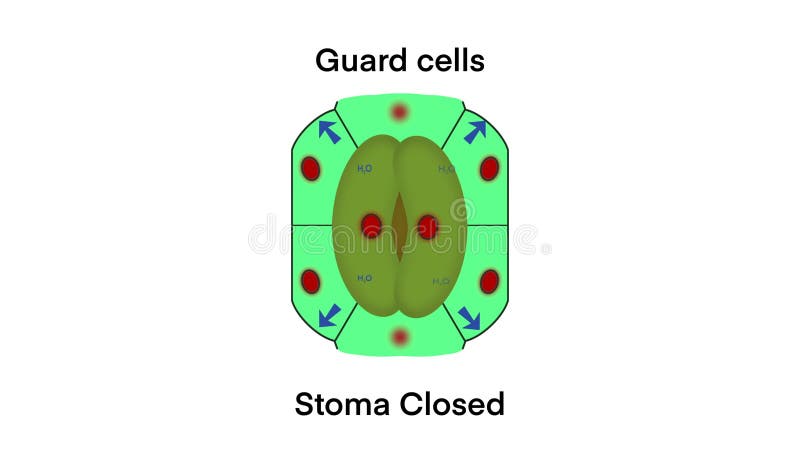 Leaf Cells Microscope Magnification, Guard Cells, Stoma Closing and ...