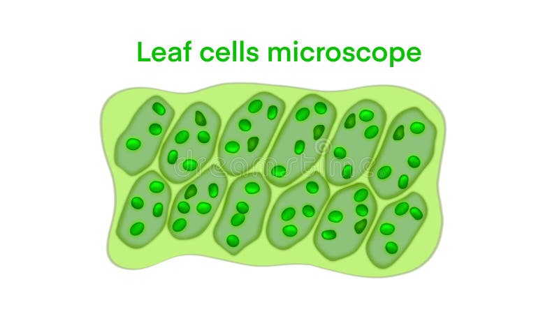 Leaf Cells Microscope Magnification, Plant Leaf Microscopic Structure ...