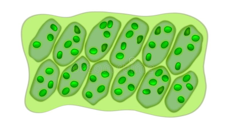 Leaf Cells Microscope Magnification, Plant Leaf Microscopic Structure ...