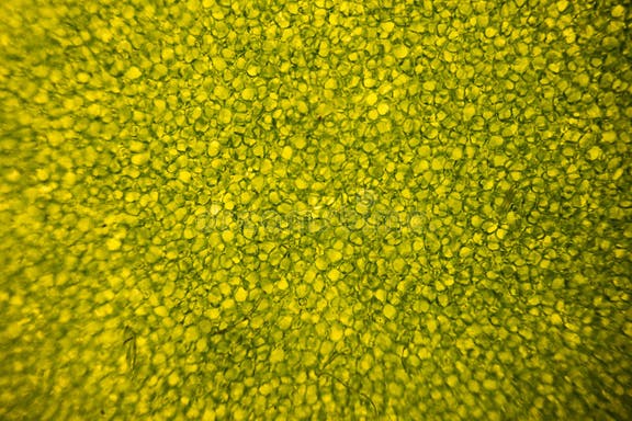 Leaf Cells Under Microscope. Micrograph, Leaf Under a Microscope, Organ ...