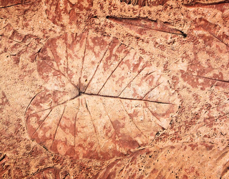 Leaf Cement Floor stock image. Image of concrete, history - 45249299
