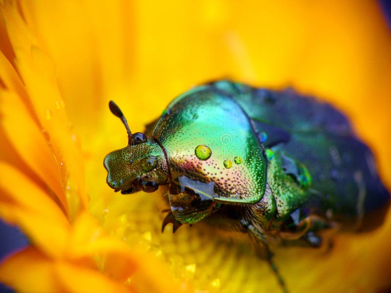 Leaf Chafer Beetle stock image. Image of aurata, claw - 12812059