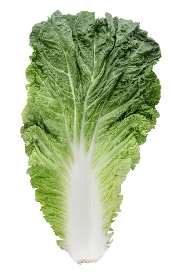 Leaf of Chinese Cabbage Isolated on White, Top View Stock Photo - Image ...
