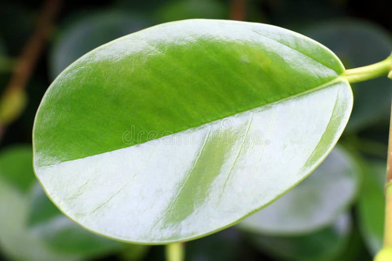 Leaf, Circular Leaves Glossy Surface Stock Photo - Image of spring ...