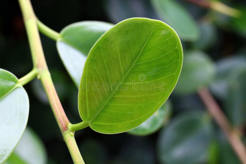 Leaf, Circular Leaves Glossy Surface Stock Photo - Image of leafs ...
