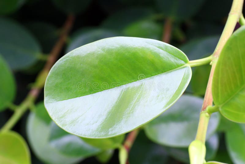 Leaf, Circular Leaves Glossy Surface Stock Photo - Image of tree ...
