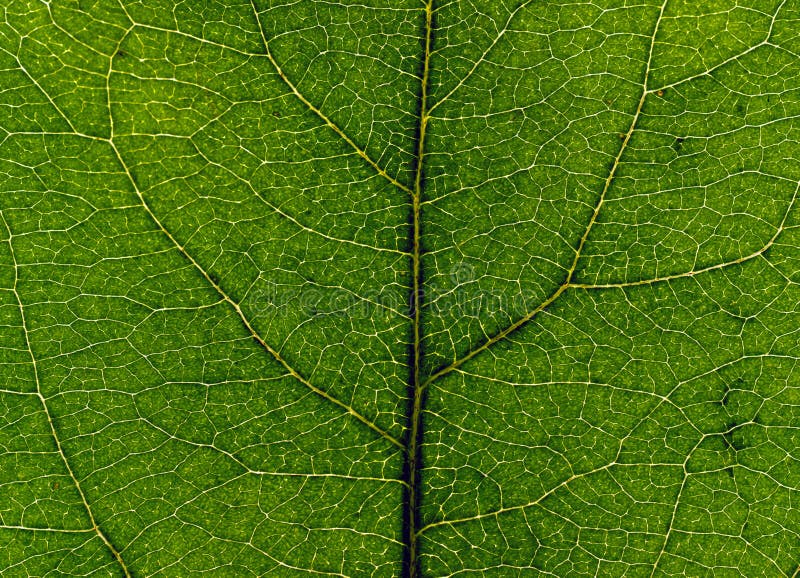 Leaf close-up stock image. Image of leaf, closeup, asymmetry - 11023123