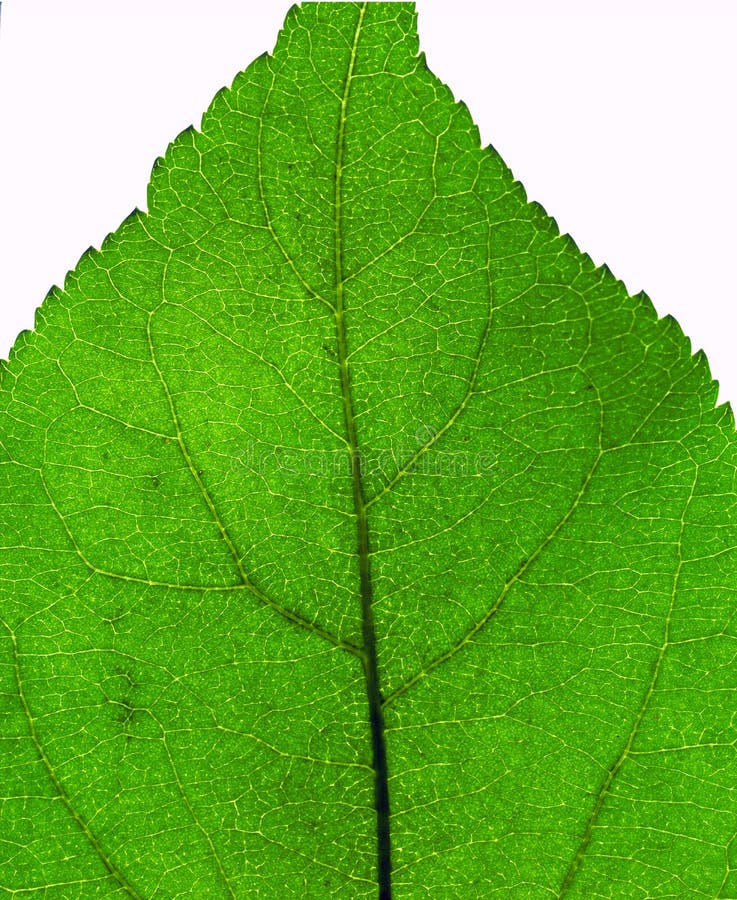 Leaf close-up stock photo. Image of natural, detail, color - 11026604